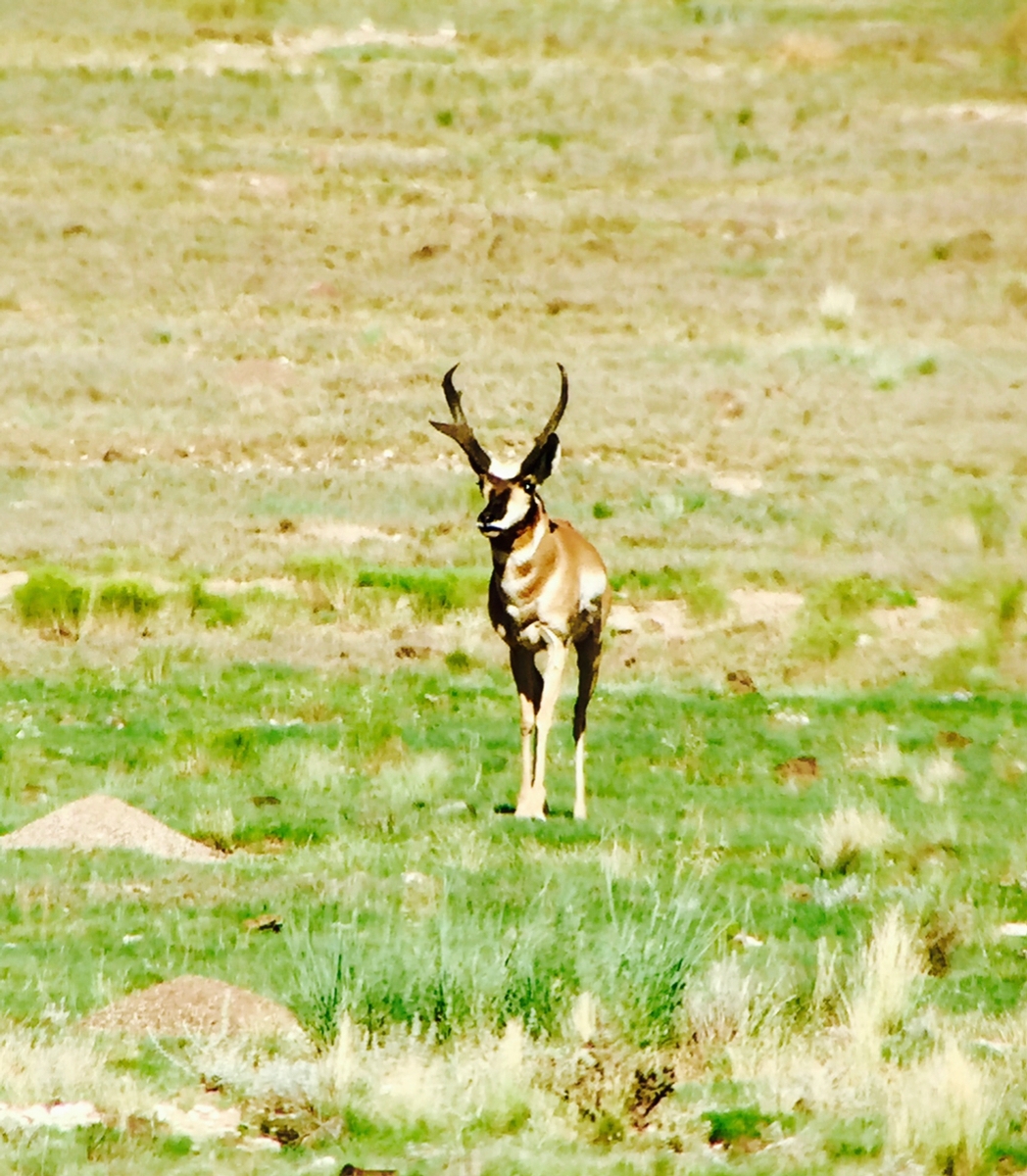 Big Chino Outfitters Antelope Photo Gallery